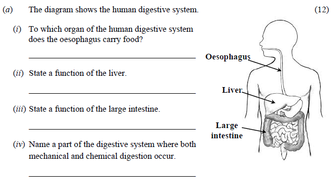 Junior Cycle Science The Digestive System: The diagram shows the human dige