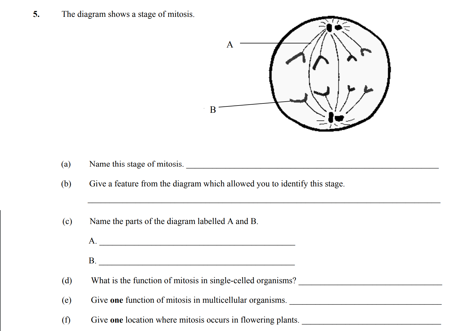 Leaving Cert Biology Cell Division: The diagram shows a stage of mit