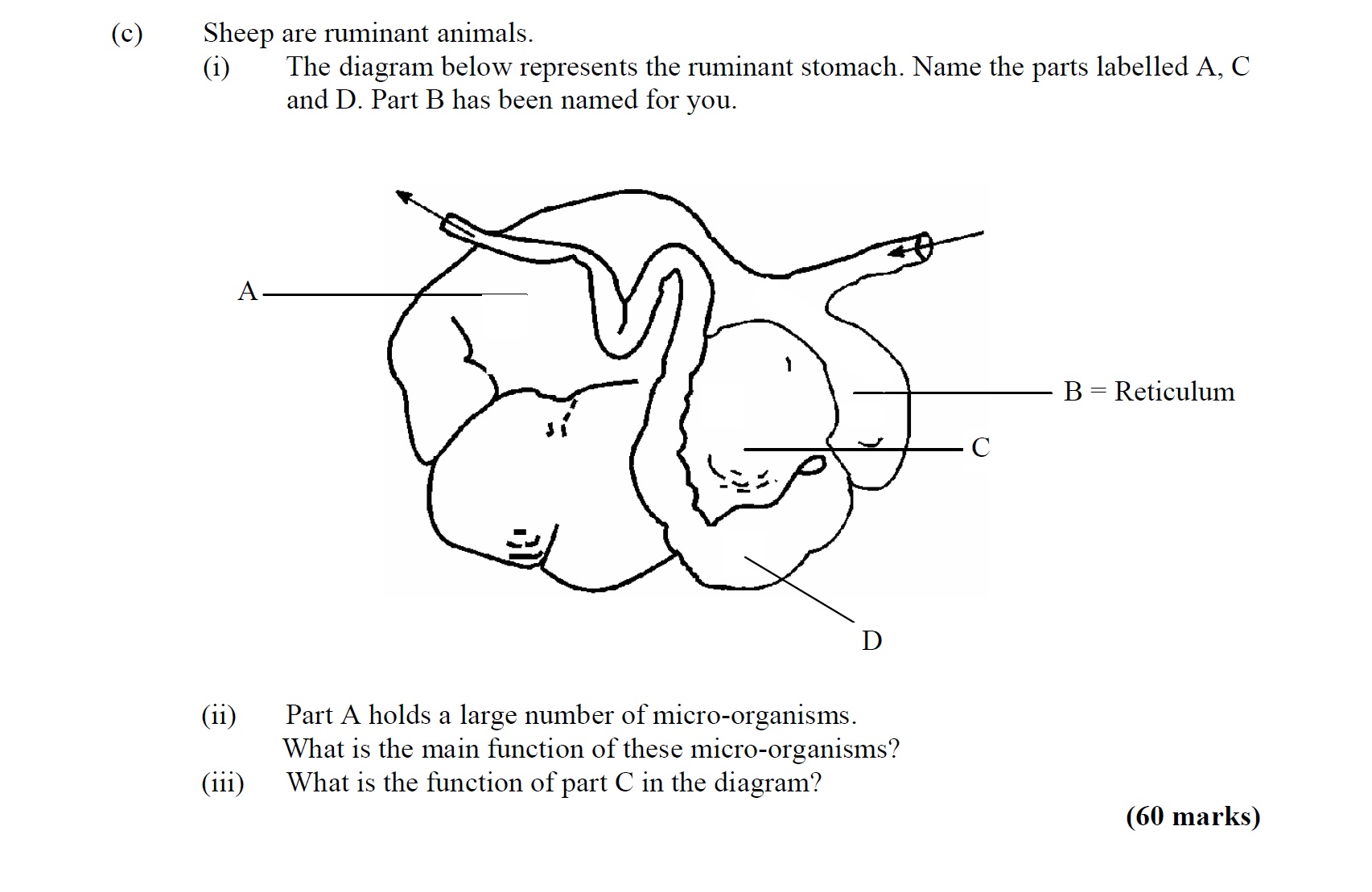 Leaving Cert Agricultural Science Animal Physiology: Sheep are ruminant ...