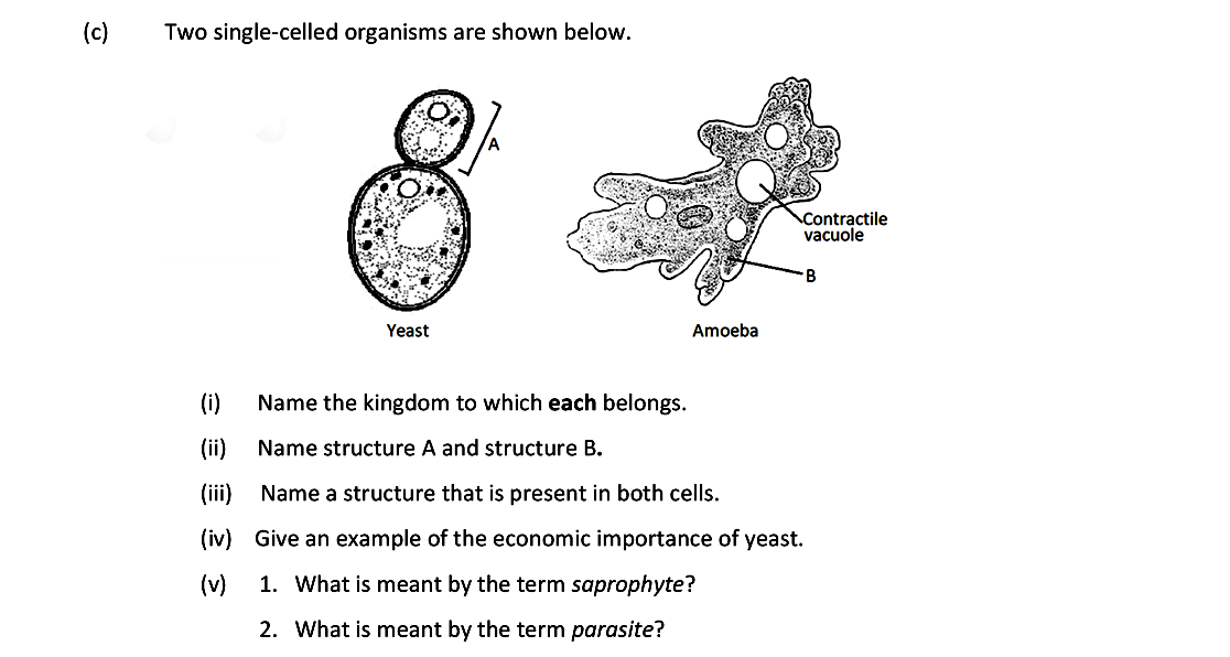 Leaving Cert Biology Bacteria, Viruses & Fungi: Two single-celled ...