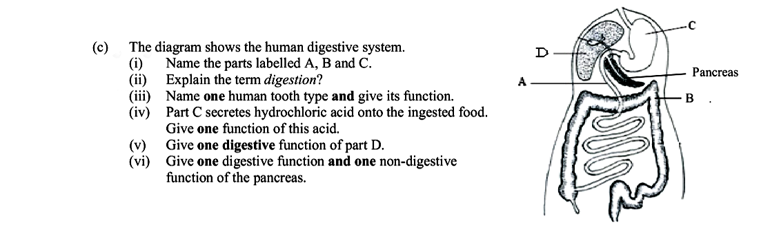 Leaving Cert Biology Digestive System: The diagram shows the human dige
