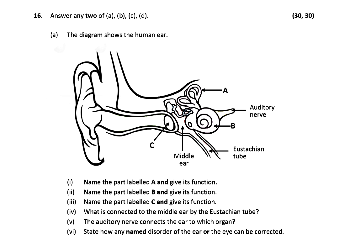 Leaving Cert Biology Eye/Ear & Nervous System: The diagram shows the ...