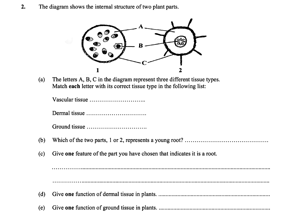 Leaving Cert Biology Plant Structure: The diagram shows the internal s