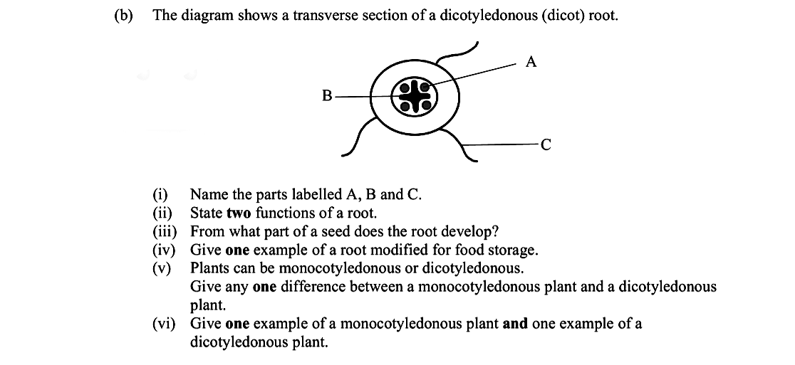 Leaving Cert Biology Plant Structure: The diagram shows a transverse s