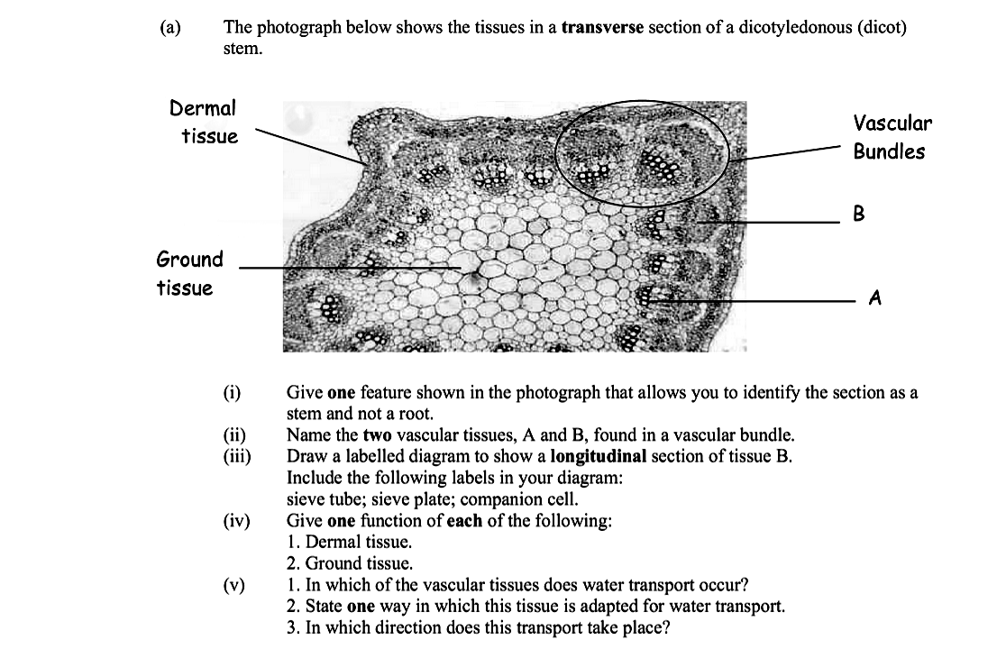 Leaving Cert Biology Plant Structure: The photograph below shows the t