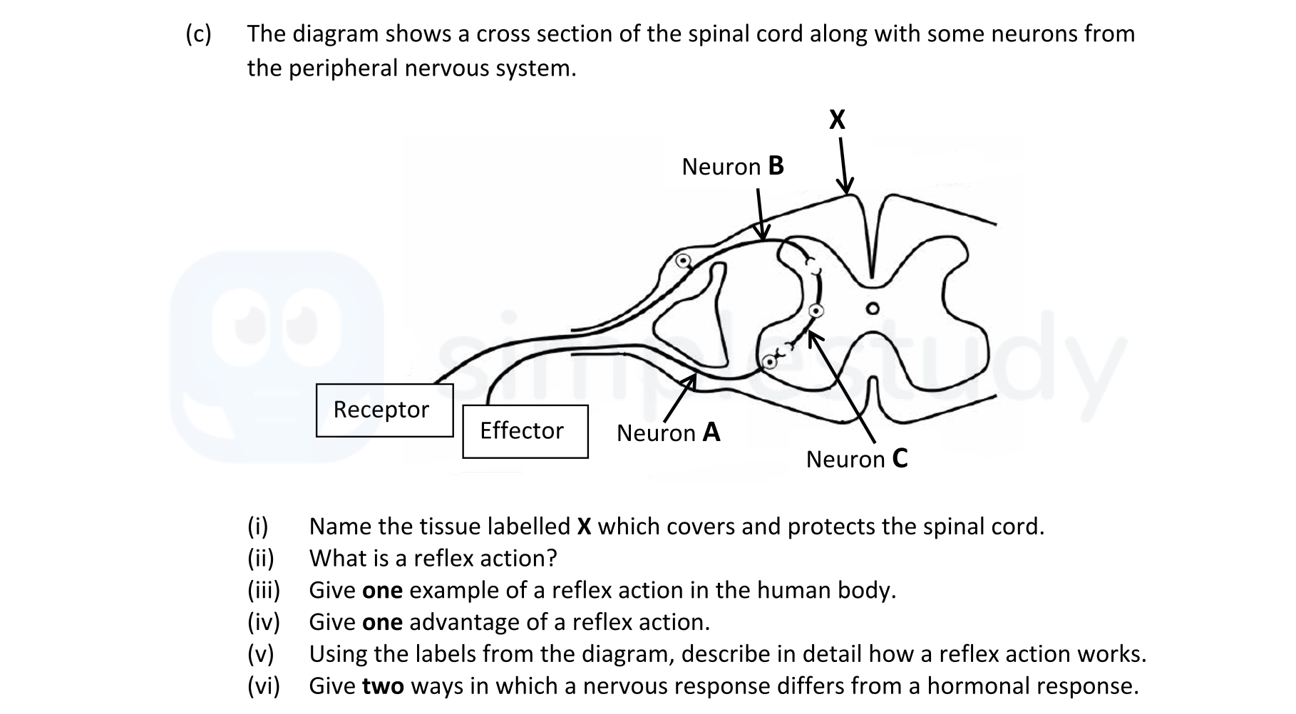Leaving Cert Biology Eye/Ear & Nervous System: The diagram shows a ...