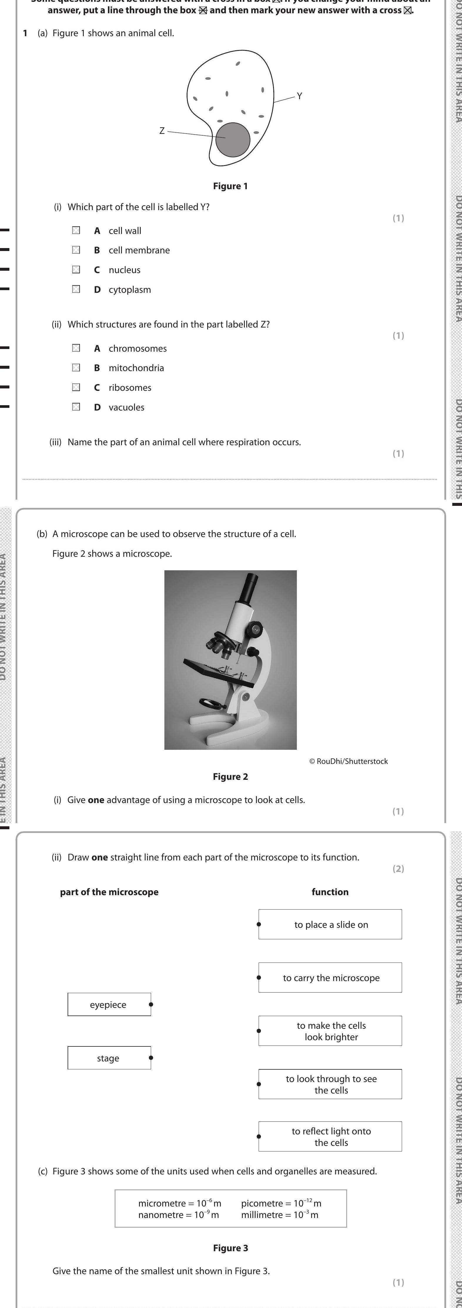 GCSE Edexcel Biology Microscopy: 1 (a) Figure 1 shows an animal c