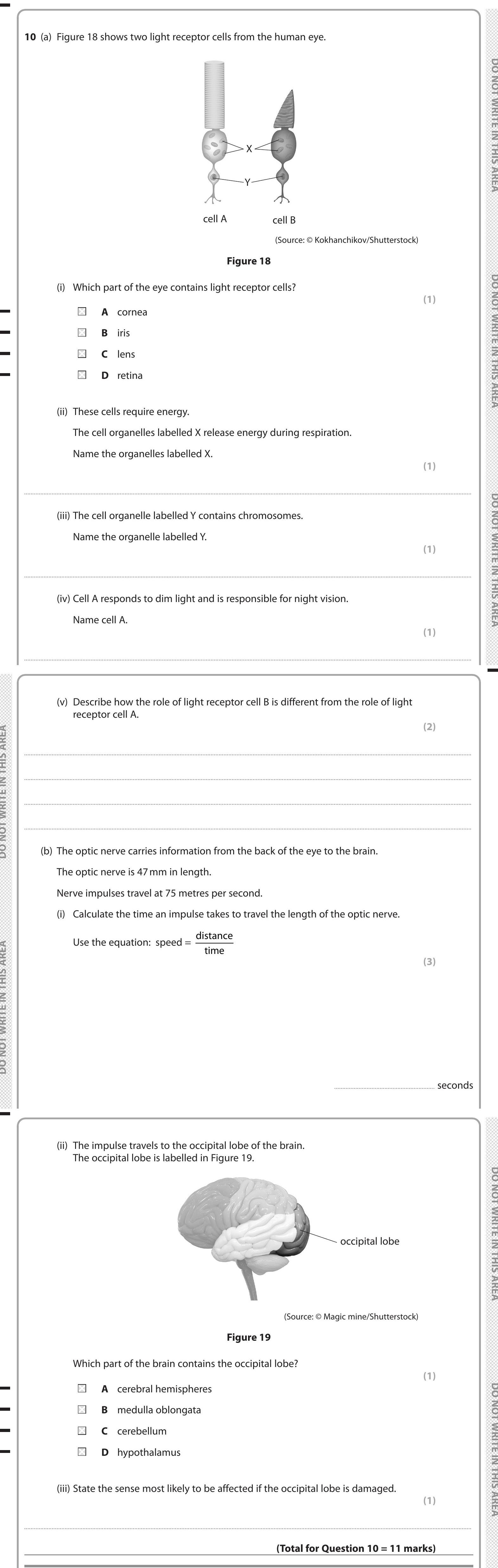 GCSE Edexcel Biology Specialised cells: 10 (a) Figure 18 shows two light