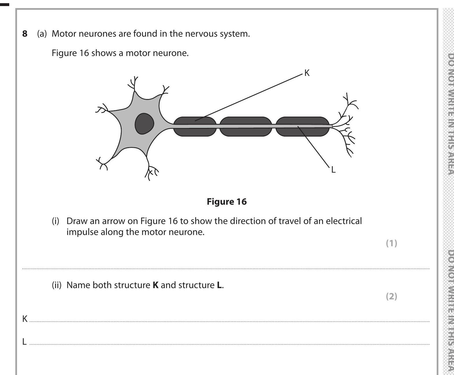 GCSE Edexcel Biology Specialised cells: 8 (a) Motor neurones are found i