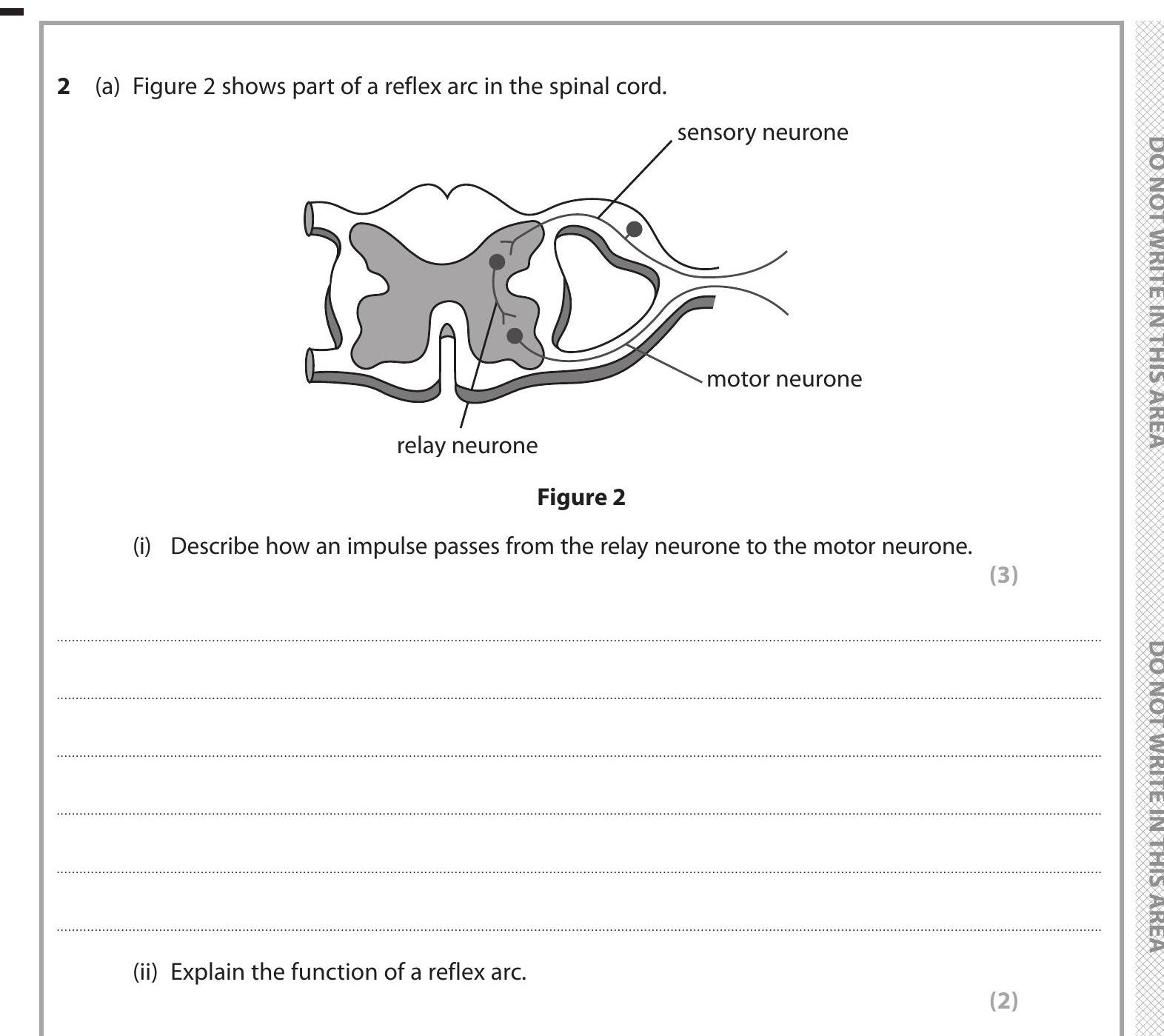 GCSE Edexcel Biology Specialised cells: Figure 2 shows part of a reflex