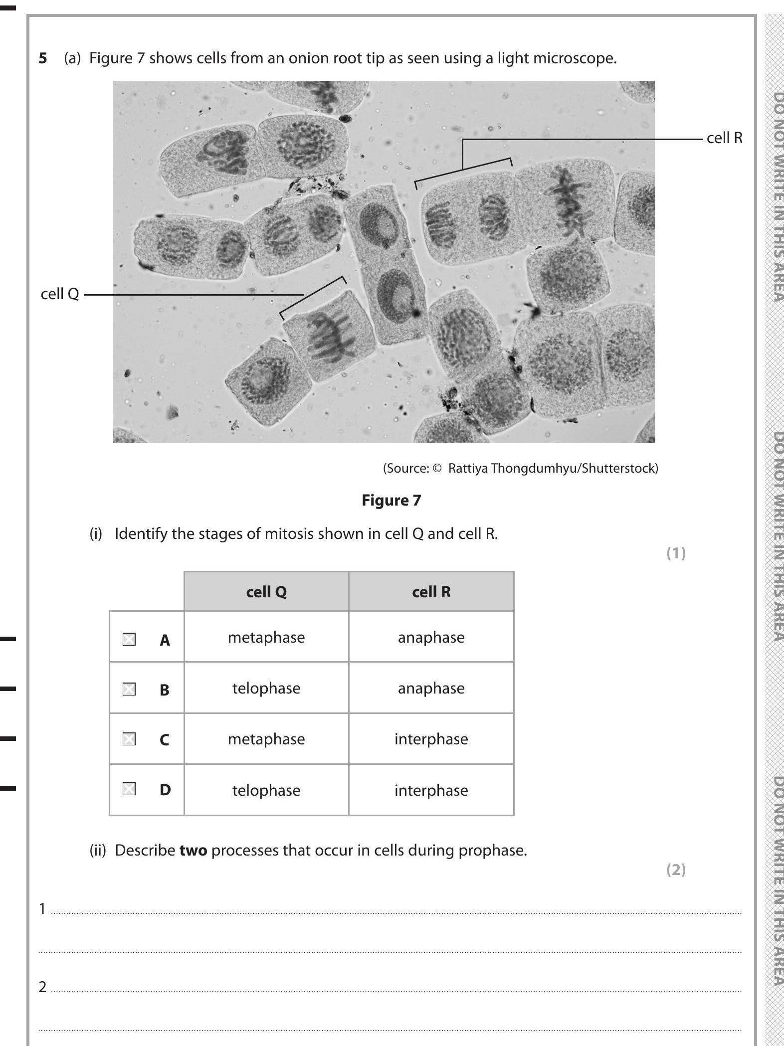 GCSE Edexcel Biology Mitosis vs miosis: Figure 7 shows cells from an oni