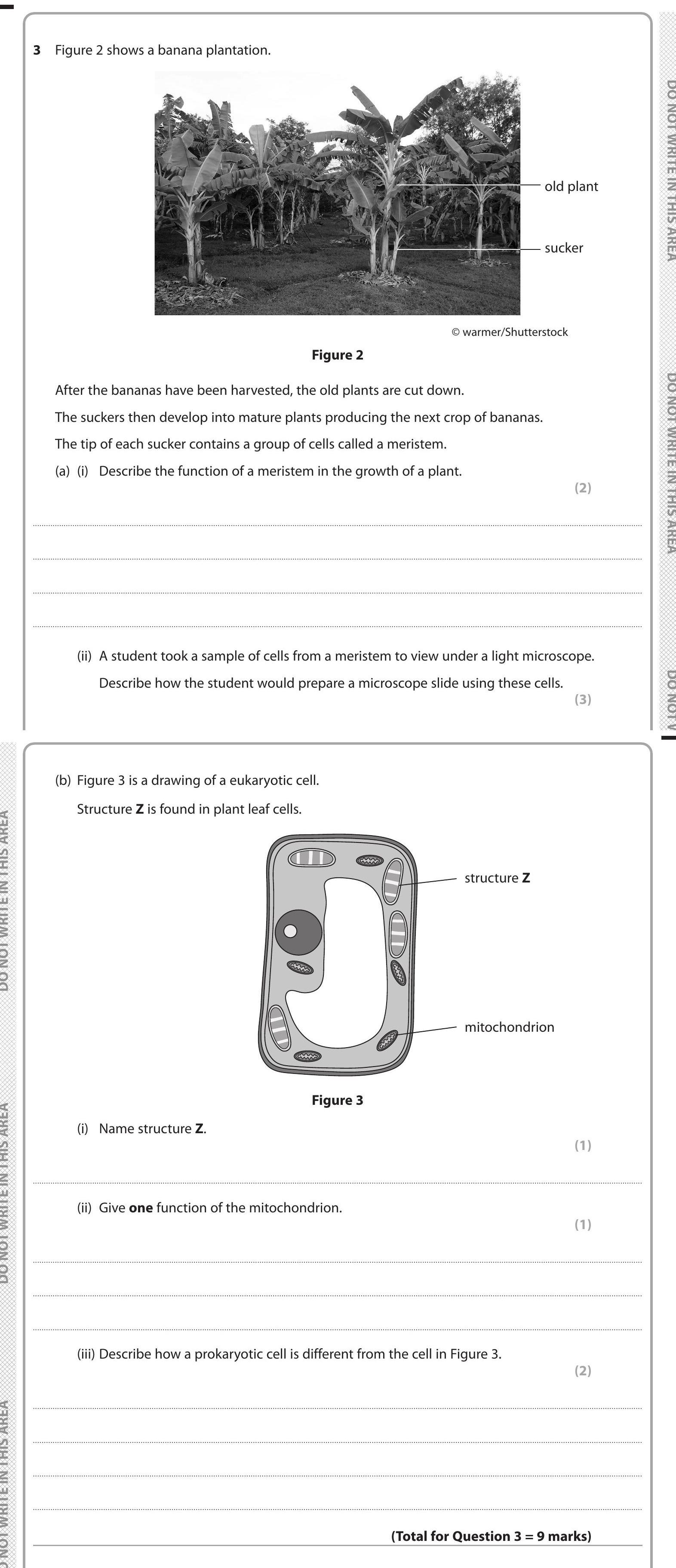 GCSE Edexcel Biology Specialised cells: Figure 2 shows a banana plantati