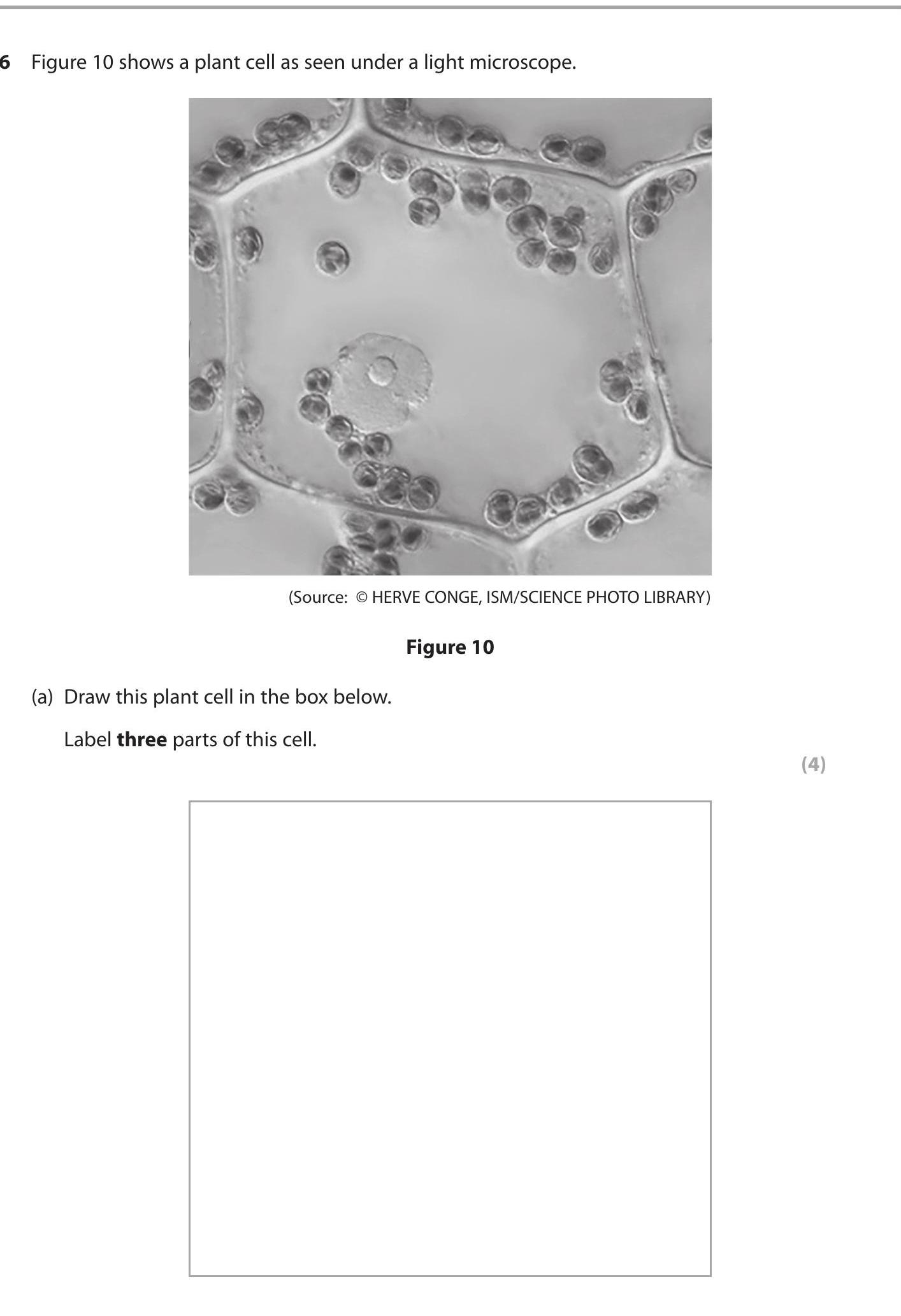 GCSE Edexcel Biology Core Practical: Drawing specimen from microscope ...