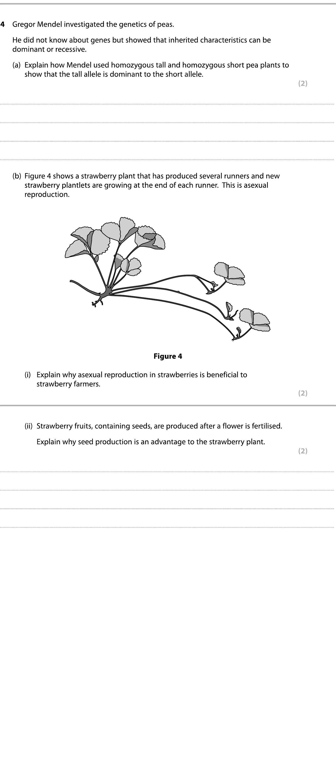 GCSE Edexcel Biology Mendel: Gregor Mendel investigated the g