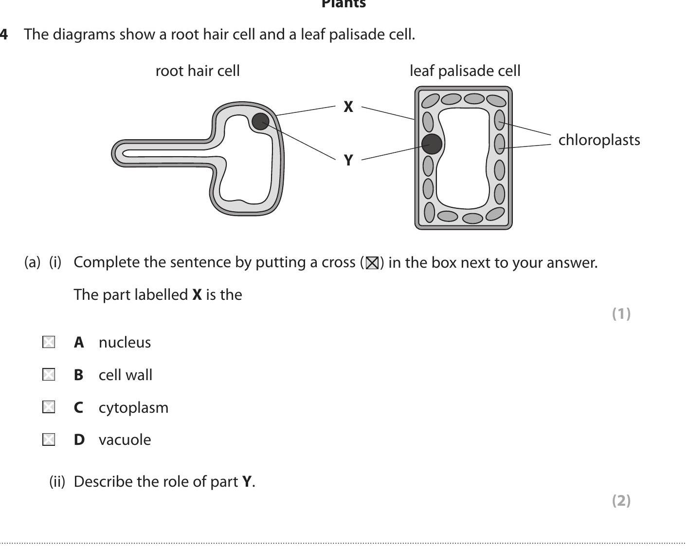 GCSE Edexcel Biology Sub-cellular structures: The diagrams show a root ...