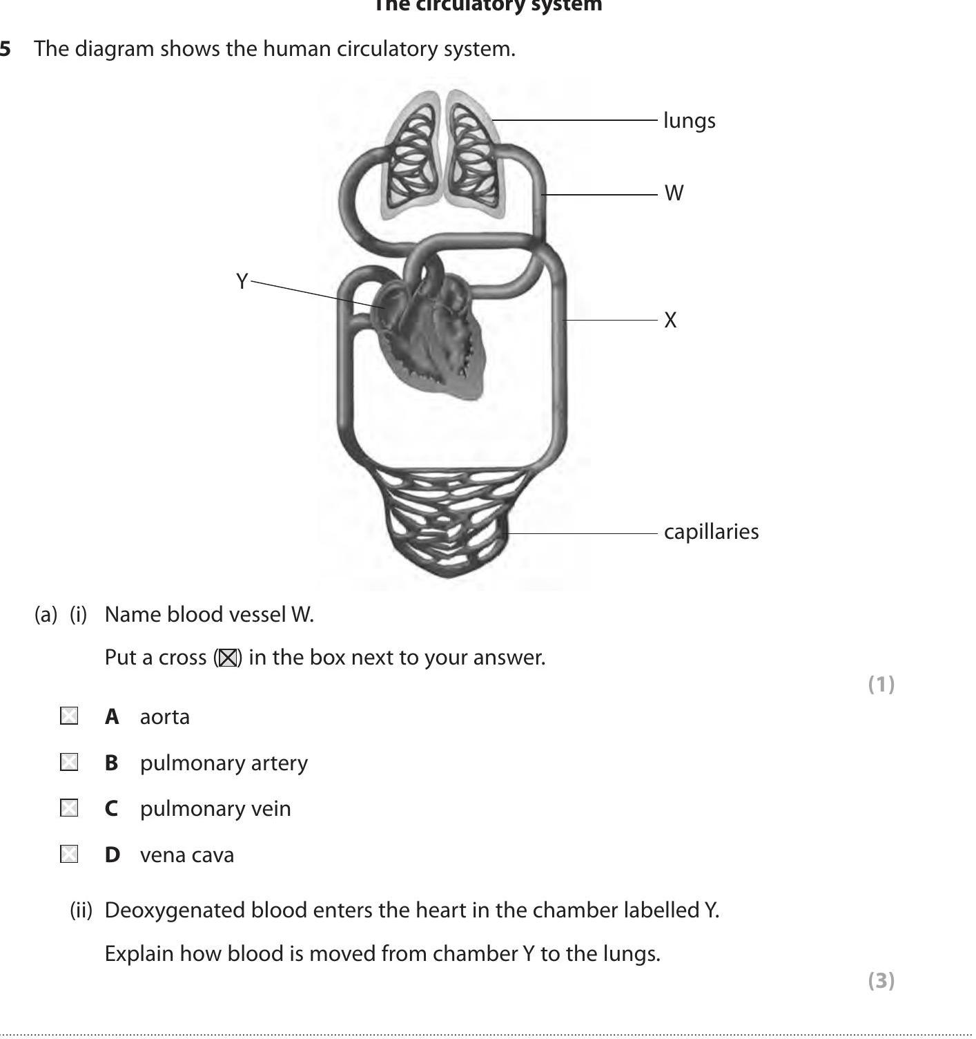 GCSE Edexcel Biology Circulatory system- blood vessels: The diagram ...