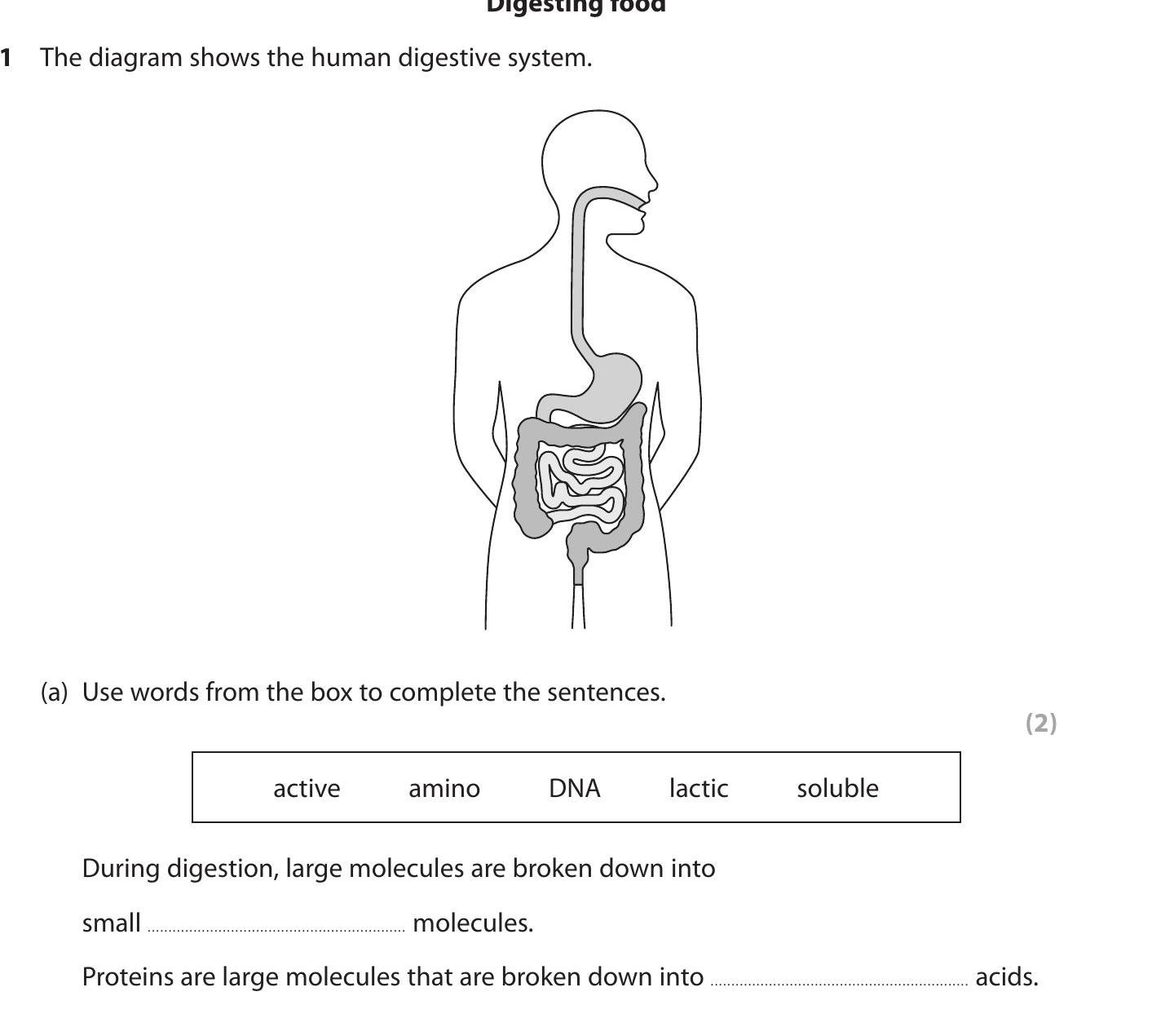 GCSE Edexcel Biology Enzymes: Use words from the box to comple
