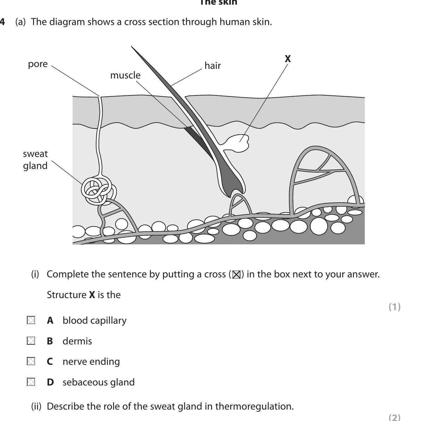 GCSE Edexcel Biology Thermoregulation: The diagram shows a cross sectio