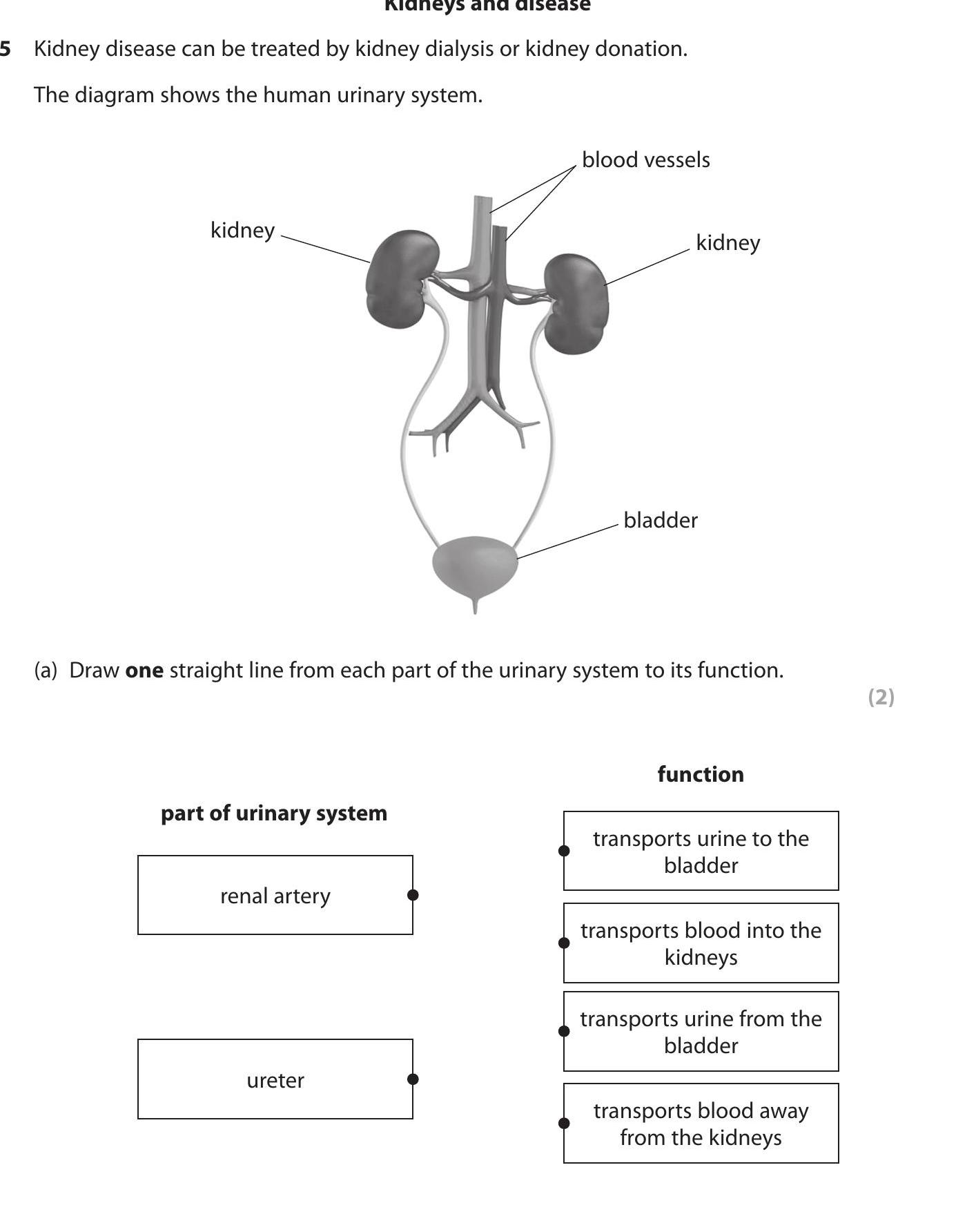 GCSE Edexcel Biology Dialysis machines & kidney transplants: Kidney ...