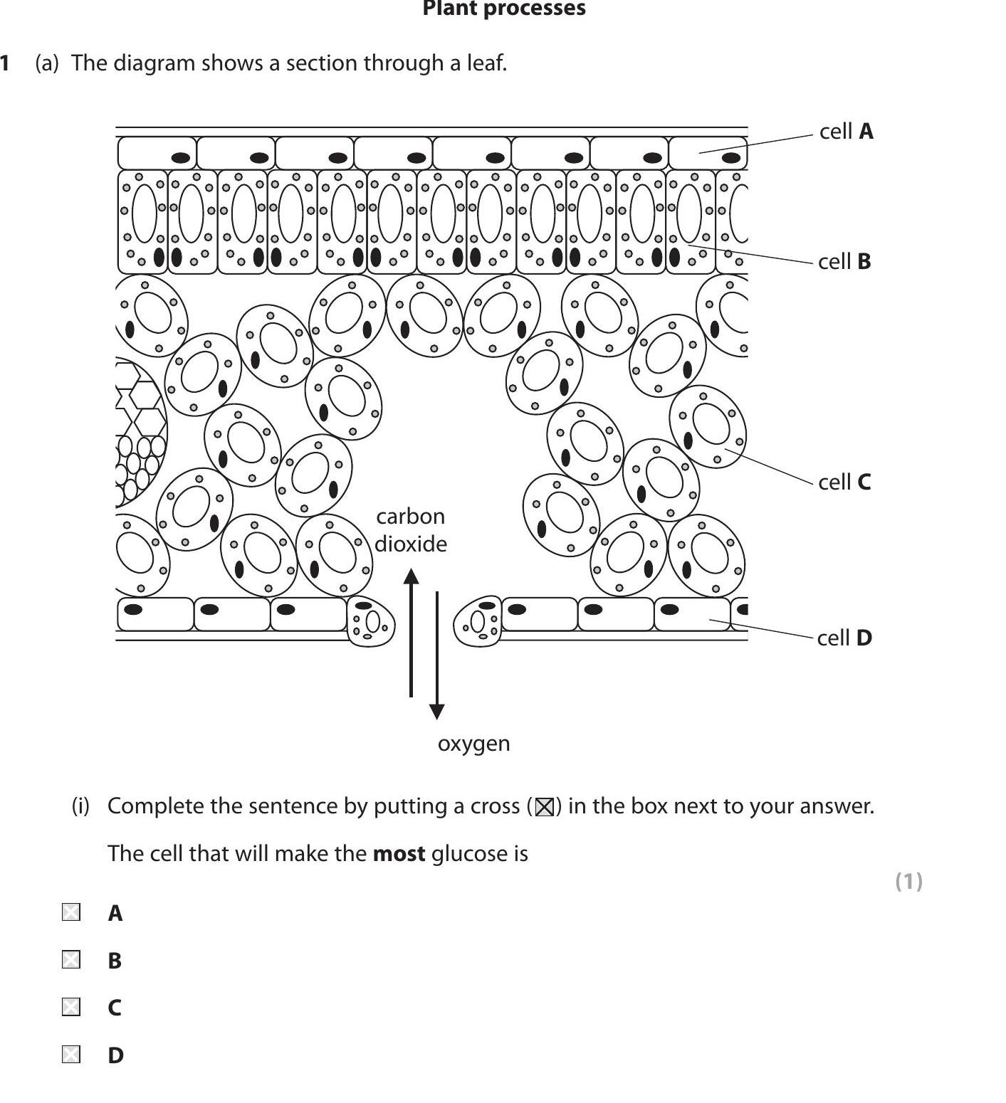 GCSE Edexcel Biology Photosynthesis: The diagram shows a section thro