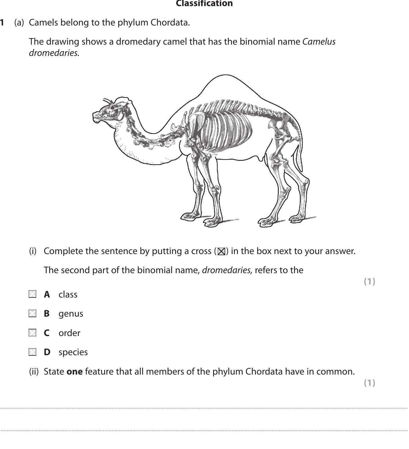 GCSE Edexcel Biology Classification: Camels belong to the phylum Chor