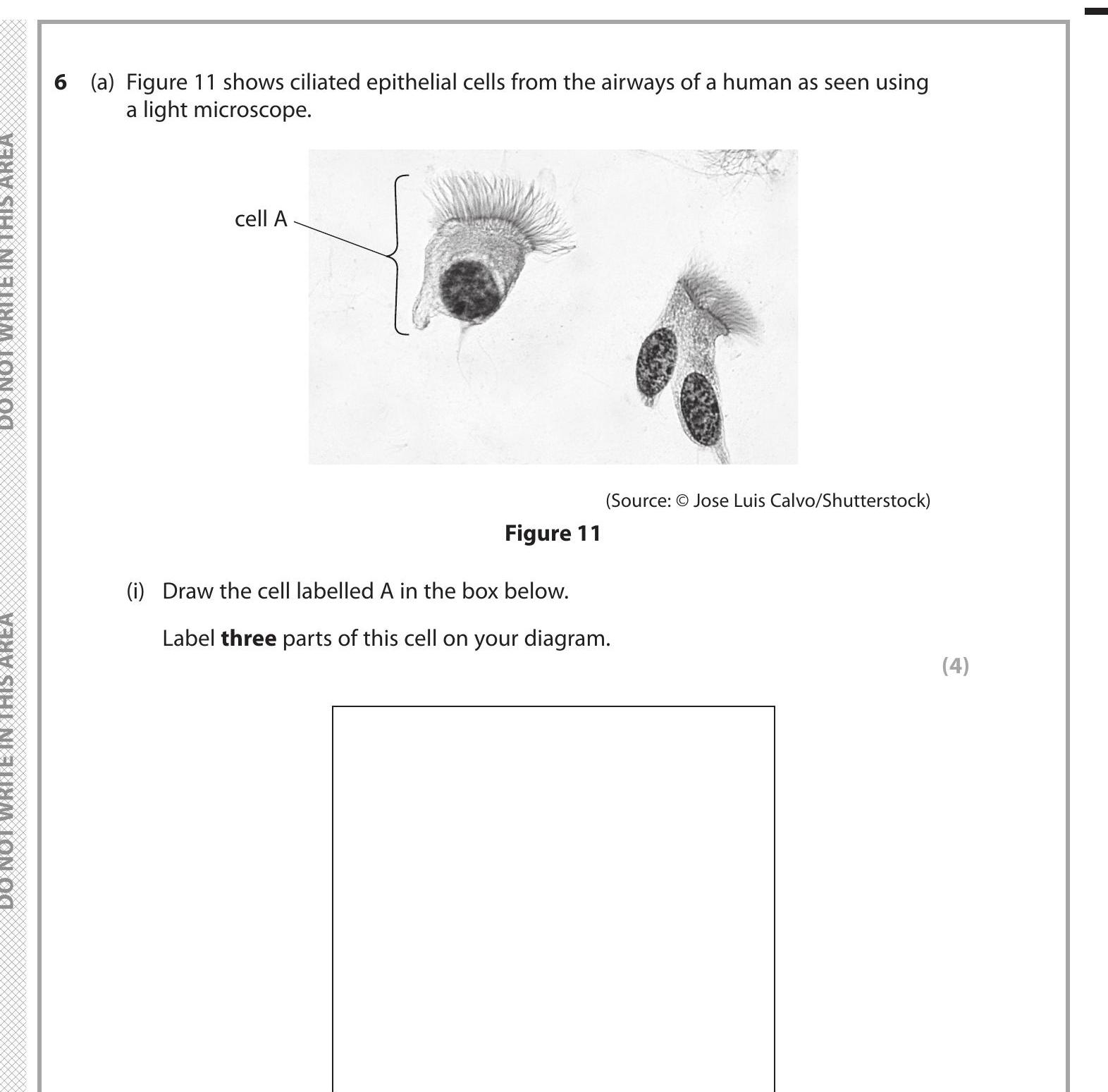 GCSE Edexcel Biology Combined Science Specialised cells: Figure 11 ...
