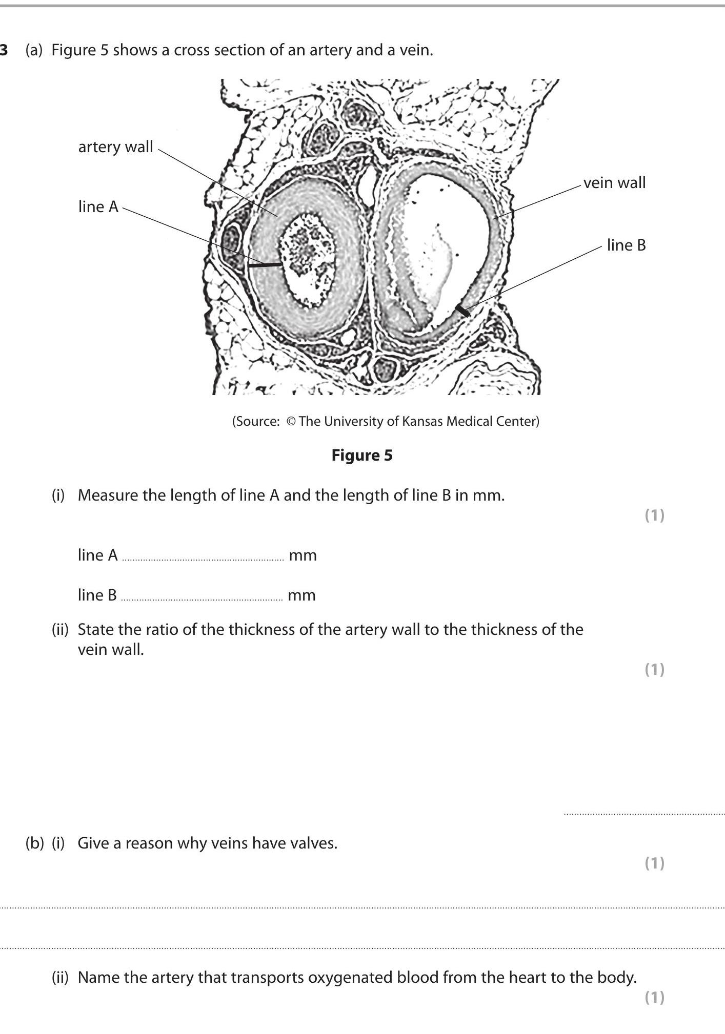 GCSE Edexcel Biology: Combined Science Circulatory system - blood ...