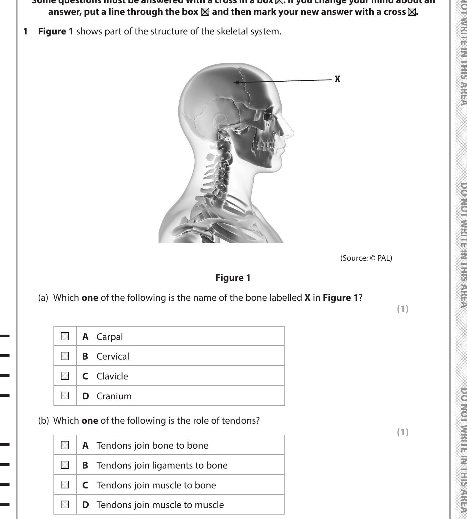 GCSE Edexcel Physical Education The Structure & Functions of the ...
