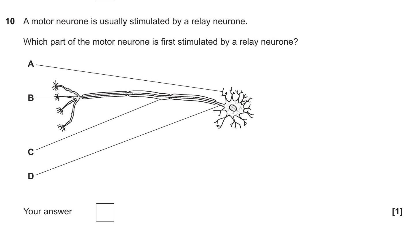 GCSE OCR Gateway Biology The Human Nervous System: A motor neurone is ...
