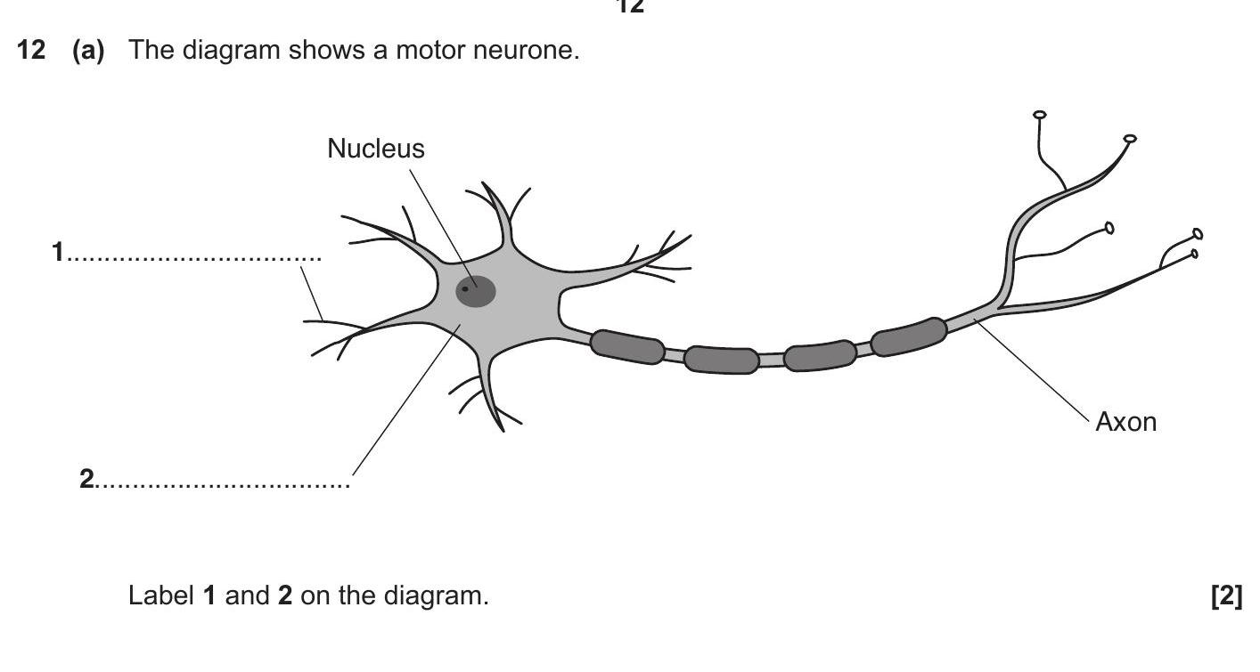 GCSE OCR Gateway Biology Combined Science 5.1 The Human Nervous System ...